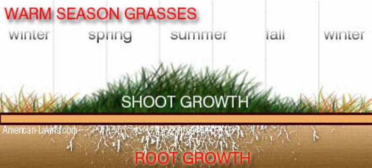 How To Plant Grass Seed? Best Tips For First Timers | EarlyExperts