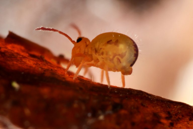 Springtails: What Are They & How To Identify Them | EarlyExperts