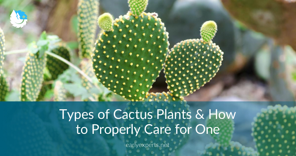 Types of Cactus Plants and How to Take Proper Care of Your Own