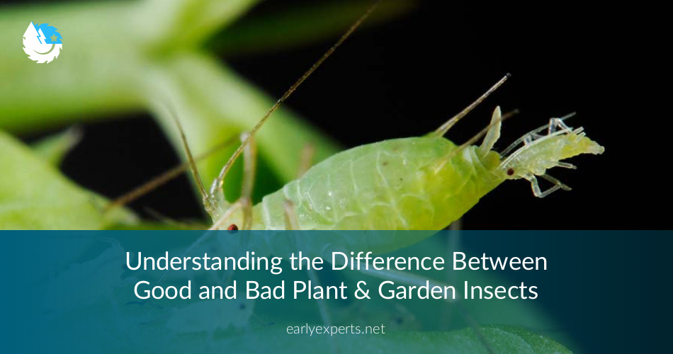 Difference Between Good & Bad Plant/Garden Insects | JocoxLoneliness